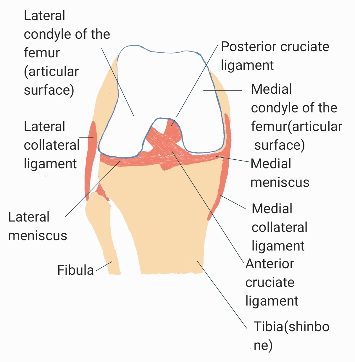 Anterior cruciate ligament injury- Causes, symptoms, diagnosis and ...